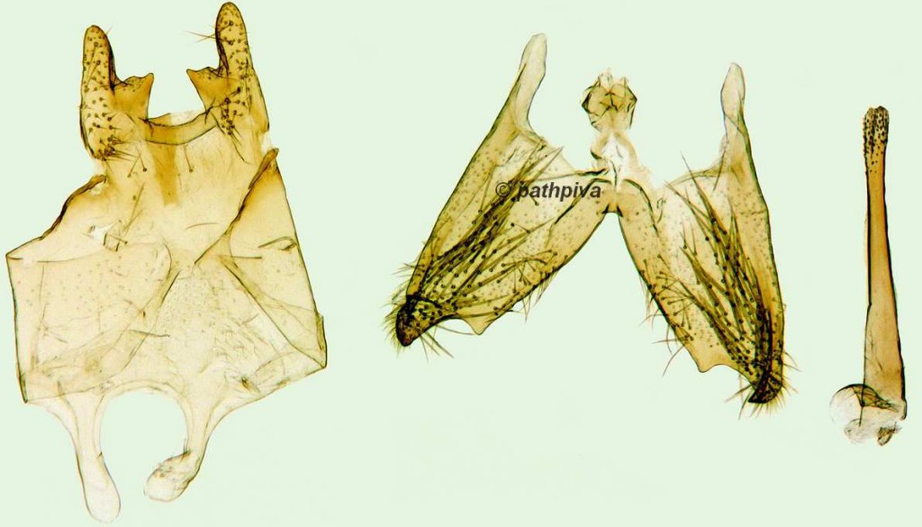 Tineidae genitalia – Pathpiva