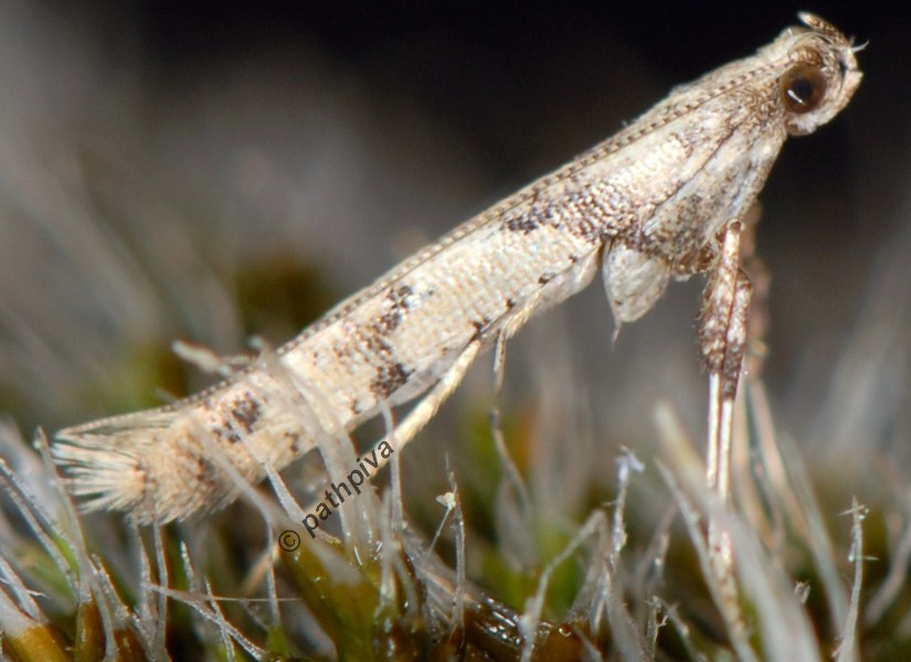 GRACILLARIIDAE – Pathpiva