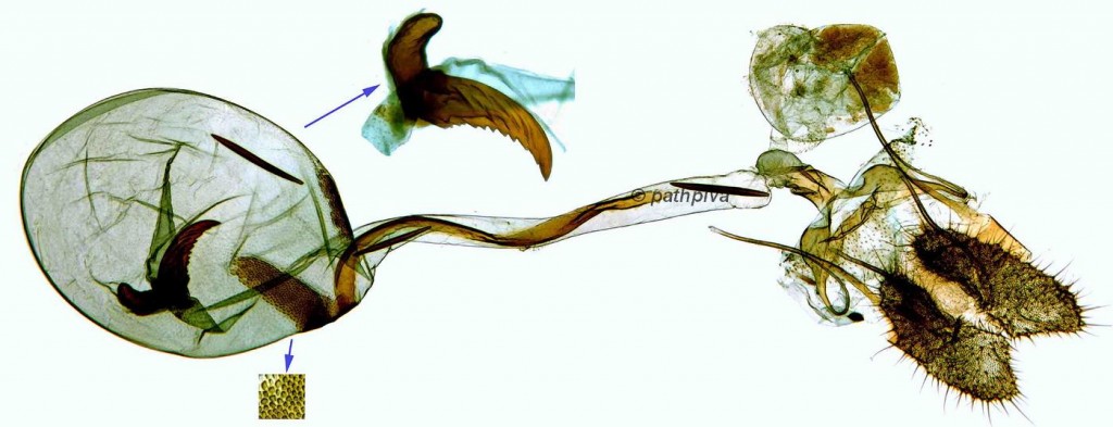 TORTRICIDAE genitalia femelles – Pathpiva