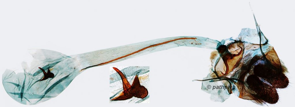 TORTRICIDAE genitalia femelles – Pathpiva