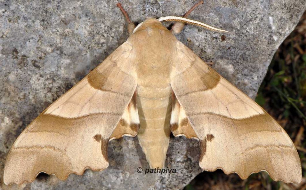 Marumba quercus – Pathpiva