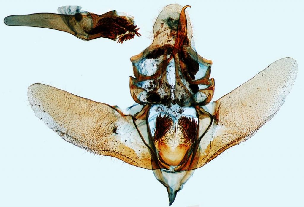 Pyralidae genitalia mâles – Pathpiva