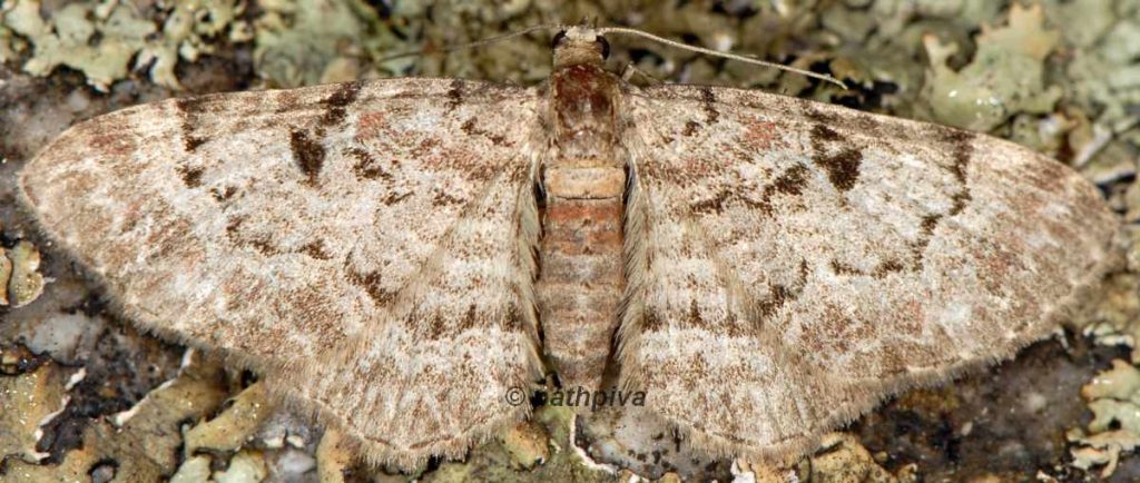 GEOMETRIDAE SUITE 1 – Pathpiva