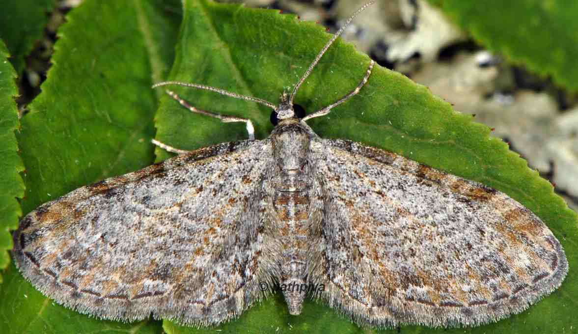 GEOMETRIDAE SUITE 1 – Pathpiva