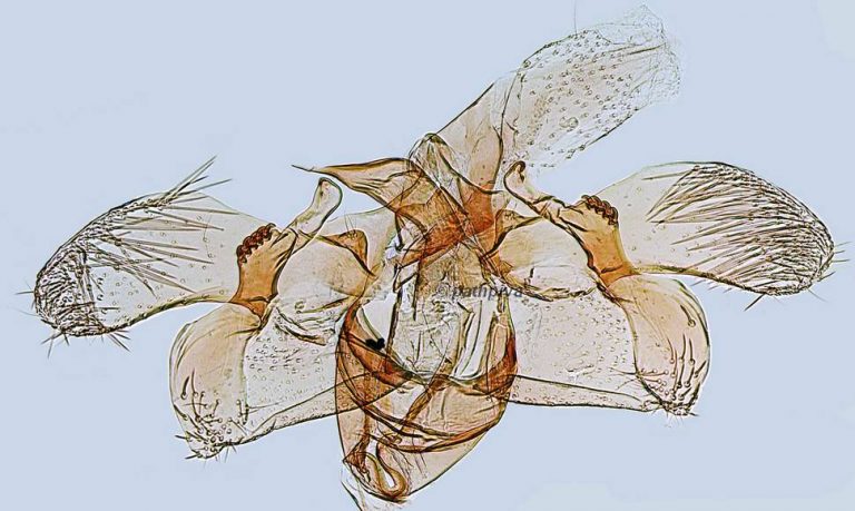 Tineidae genitalia – Pathpiva