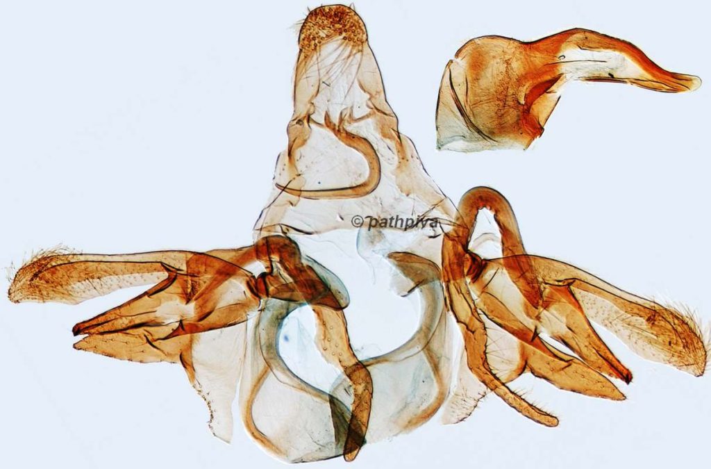 Gelechiidae genitalia mâles 2 – Pathpiva